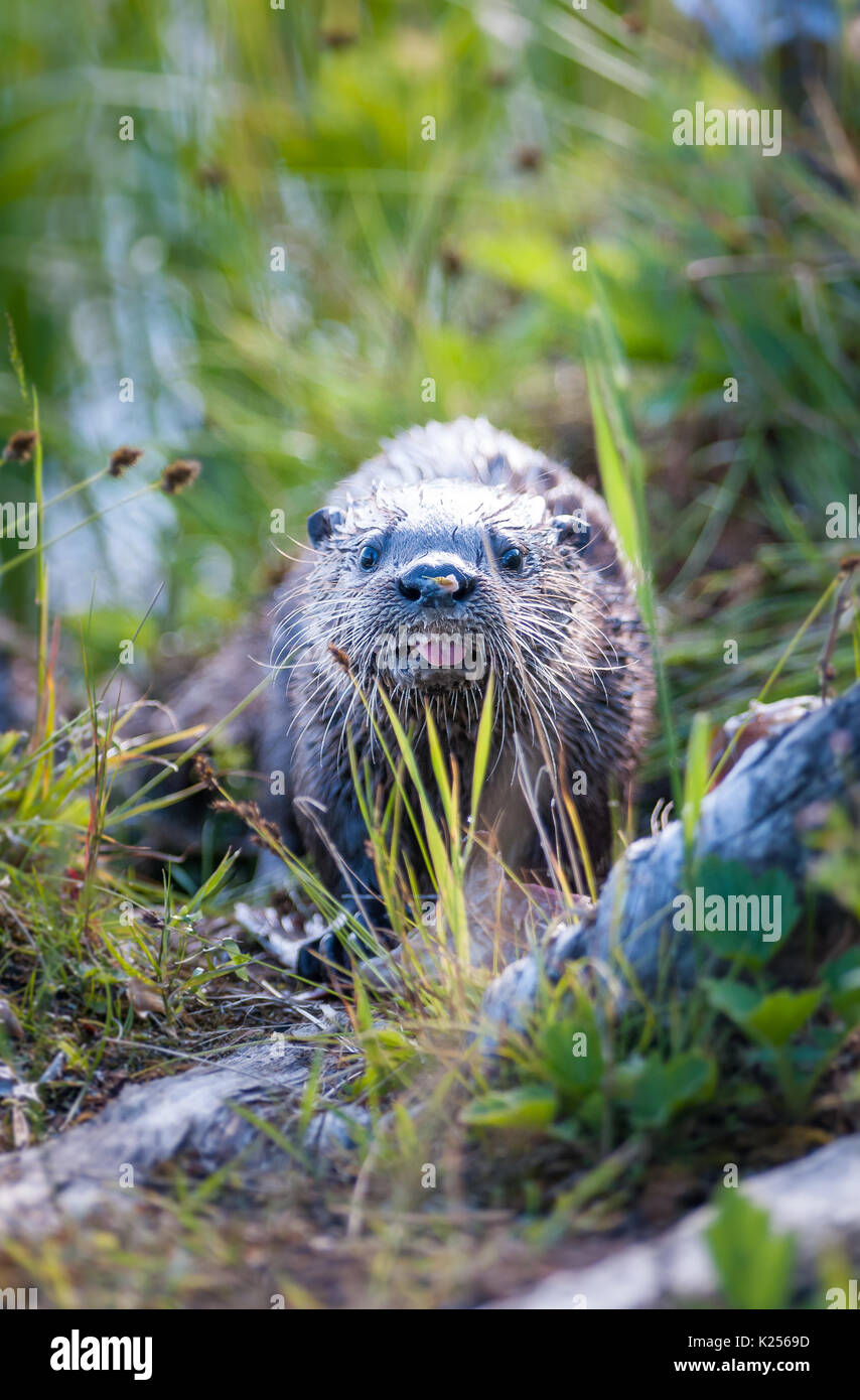 River otter babies -Fotos und -Bildmaterial in hoher Auflösung – Alamy