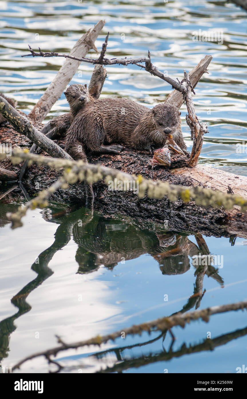 River otter babies -Fotos und -Bildmaterial in hoher Auflösung – Alamy