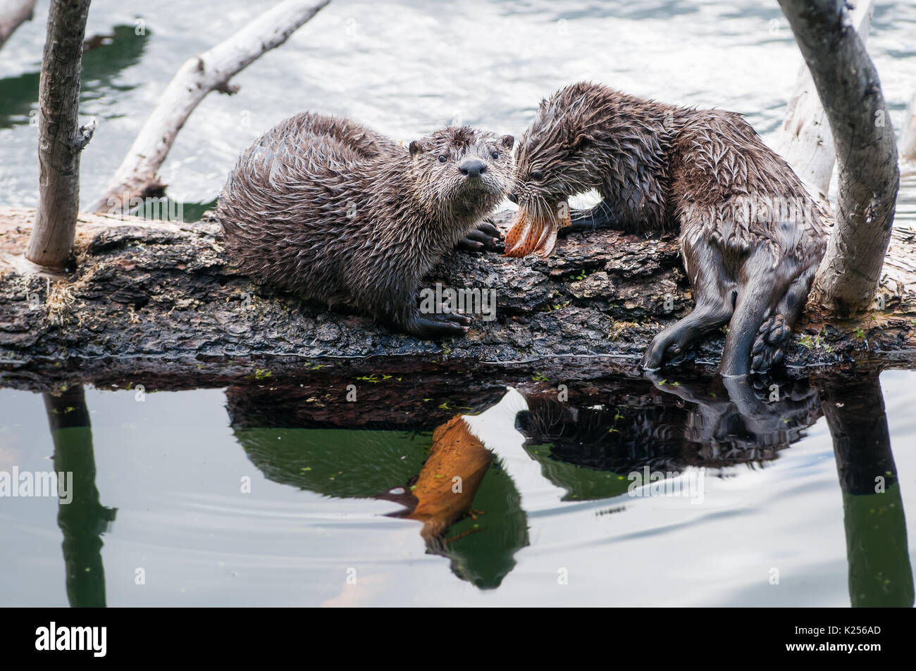 River otter babies -Fotos und -Bildmaterial in hoher Auflösung – Alamy