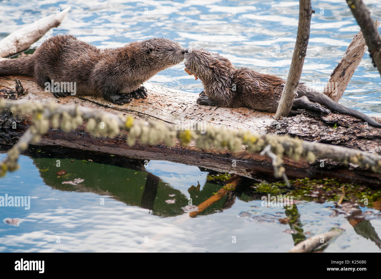 River otter babies -Fotos und -Bildmaterial in hoher Auflösung – Alamy