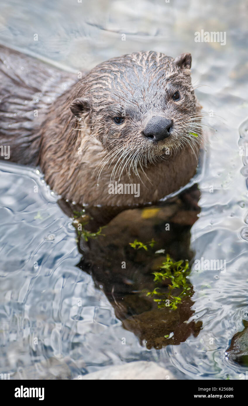 River otter babies -Fotos und -Bildmaterial in hoher Auflösung – Alamy