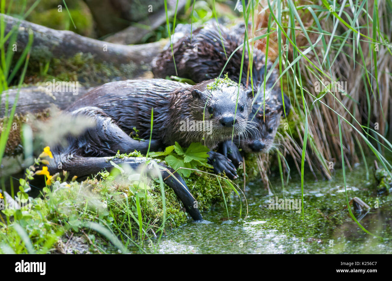 River otter babies -Fotos und -Bildmaterial in hoher Auflösung – Alamy