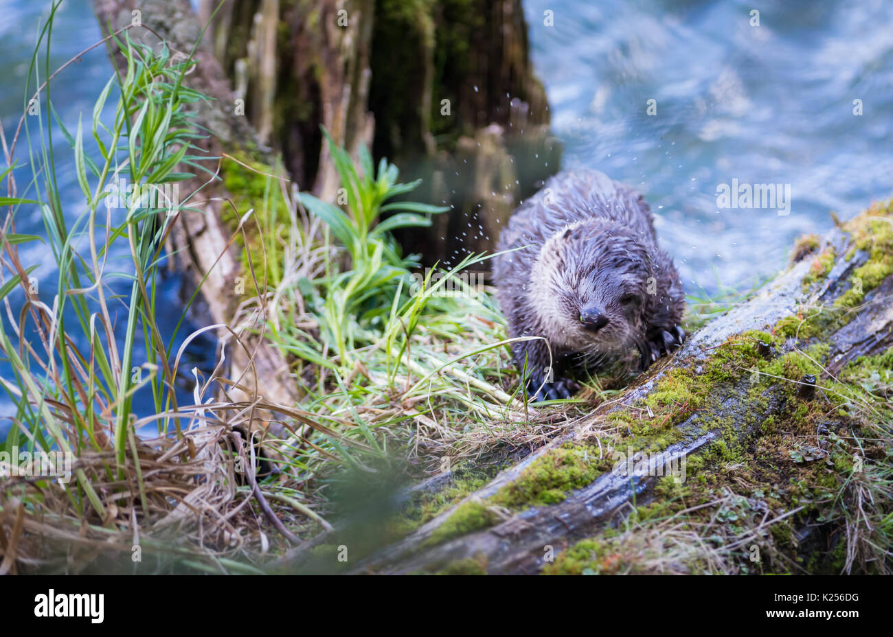 River otter babies -Fotos und -Bildmaterial in hoher Auflösung – Alamy
