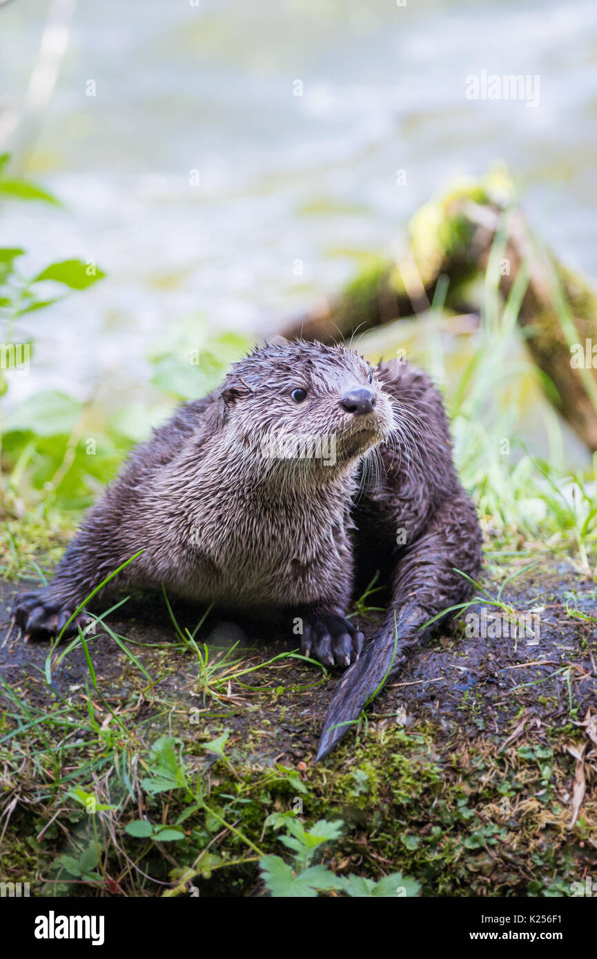 River otter babies -Fotos und -Bildmaterial in hoher Auflösung – Alamy
