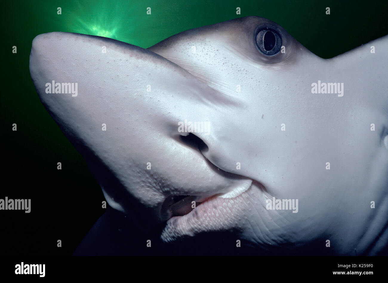 Gefleckte Adlerrochen (Aetobatus narinari), oft das Opfer (Beifang) von ...