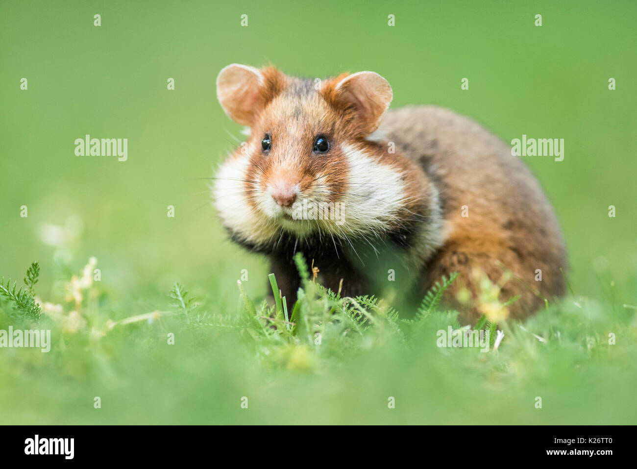European hamster cricetus cricetus looking -Fotos und -Bildmaterial in ...