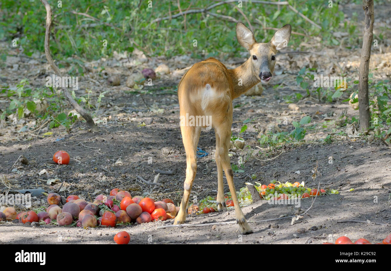 Reh rehgeburt -Fotos und -Bildmaterial in hoher Auflösung – Alamy