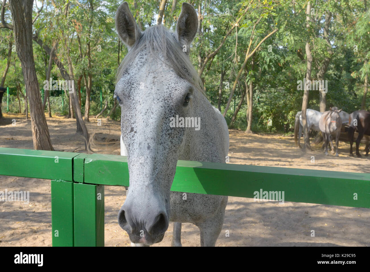 Dapple grey horse -Fotos und -Bildmaterial in hoher Auflösung – Alamy