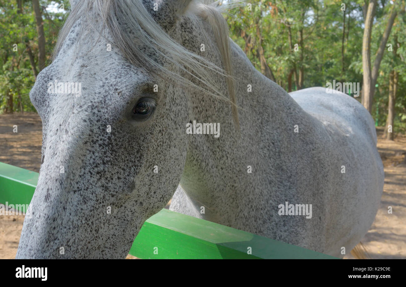 Dapple gray horse -Fotos und -Bildmaterial in hoher Auflösung – Alamy