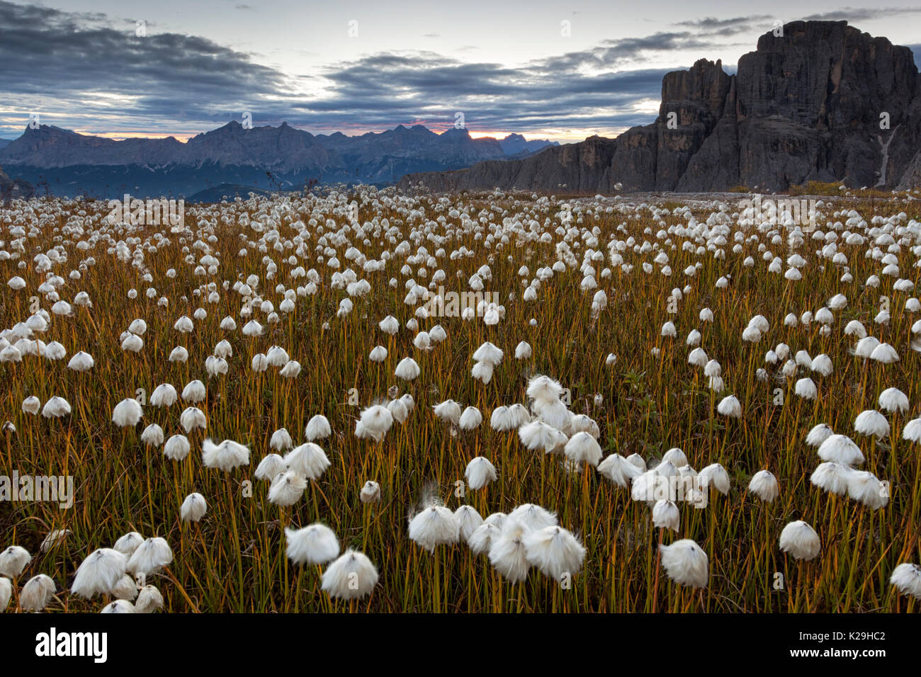 Masores de pissadu -Fotos und -Bildmaterial in hoher Auflösung – Alamy