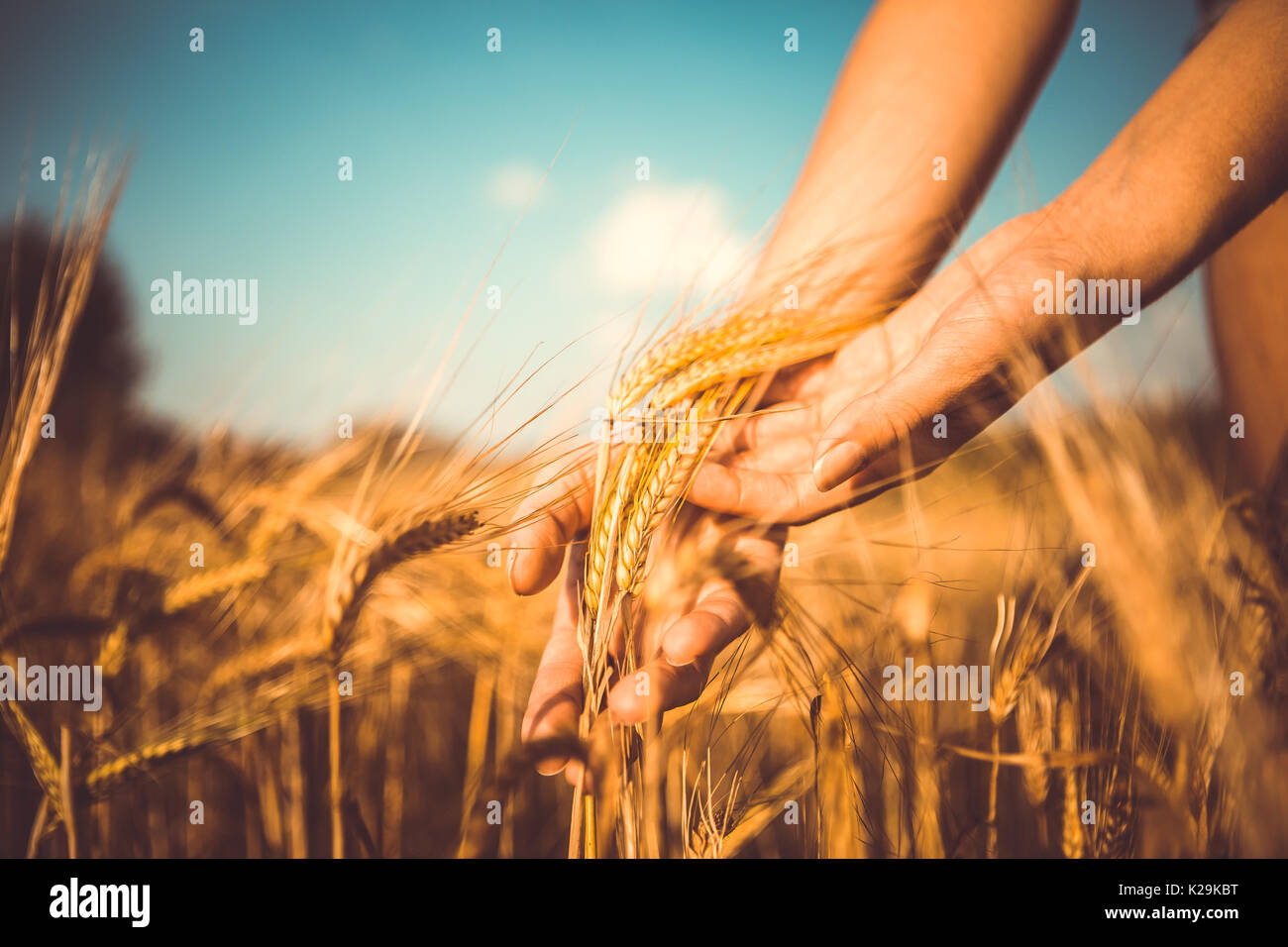Klassische landwirtschaft bild -Fotos und -Bildmaterial in hoher ...