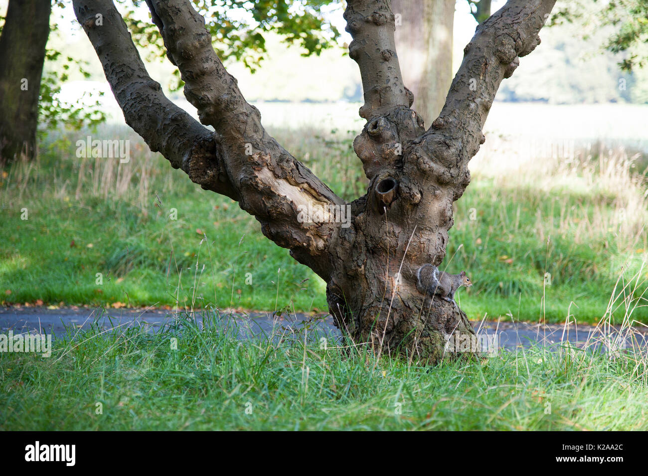 Gnarly tree branches -Fotos und -Bildmaterial in hoher Auflösung – Alamy