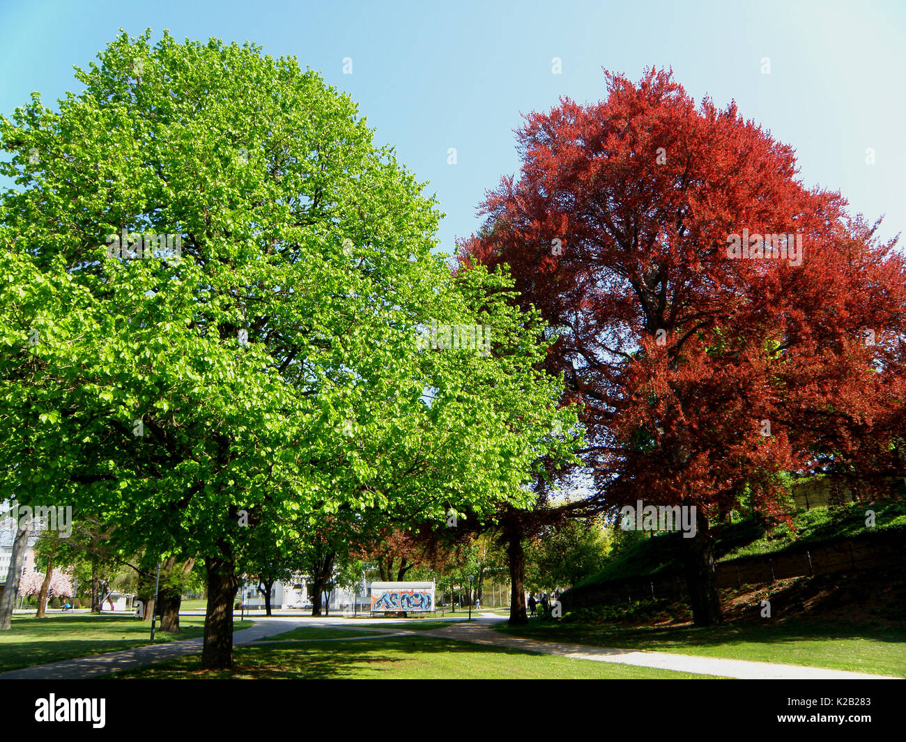 Rotes Laub und grünen Laub Bäume in den öffentlichen Parks von ...
