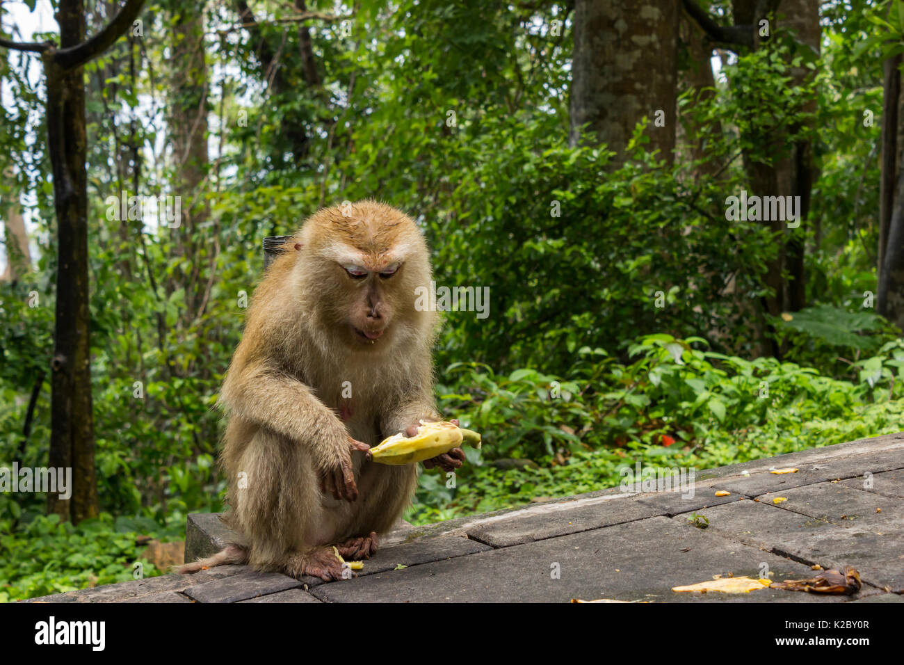 Affe, der eine banane isst -Fotos und -Bildmaterial in hoher Auflösung ...