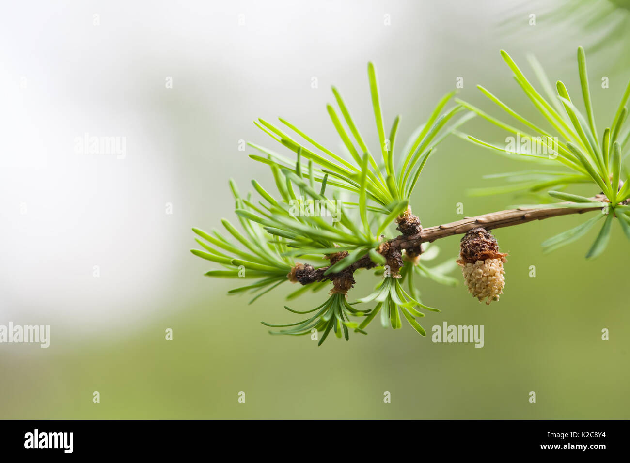 Junge Norwegen Fichte Knospe Stockfotos und -bilder Kaufen - Alamy