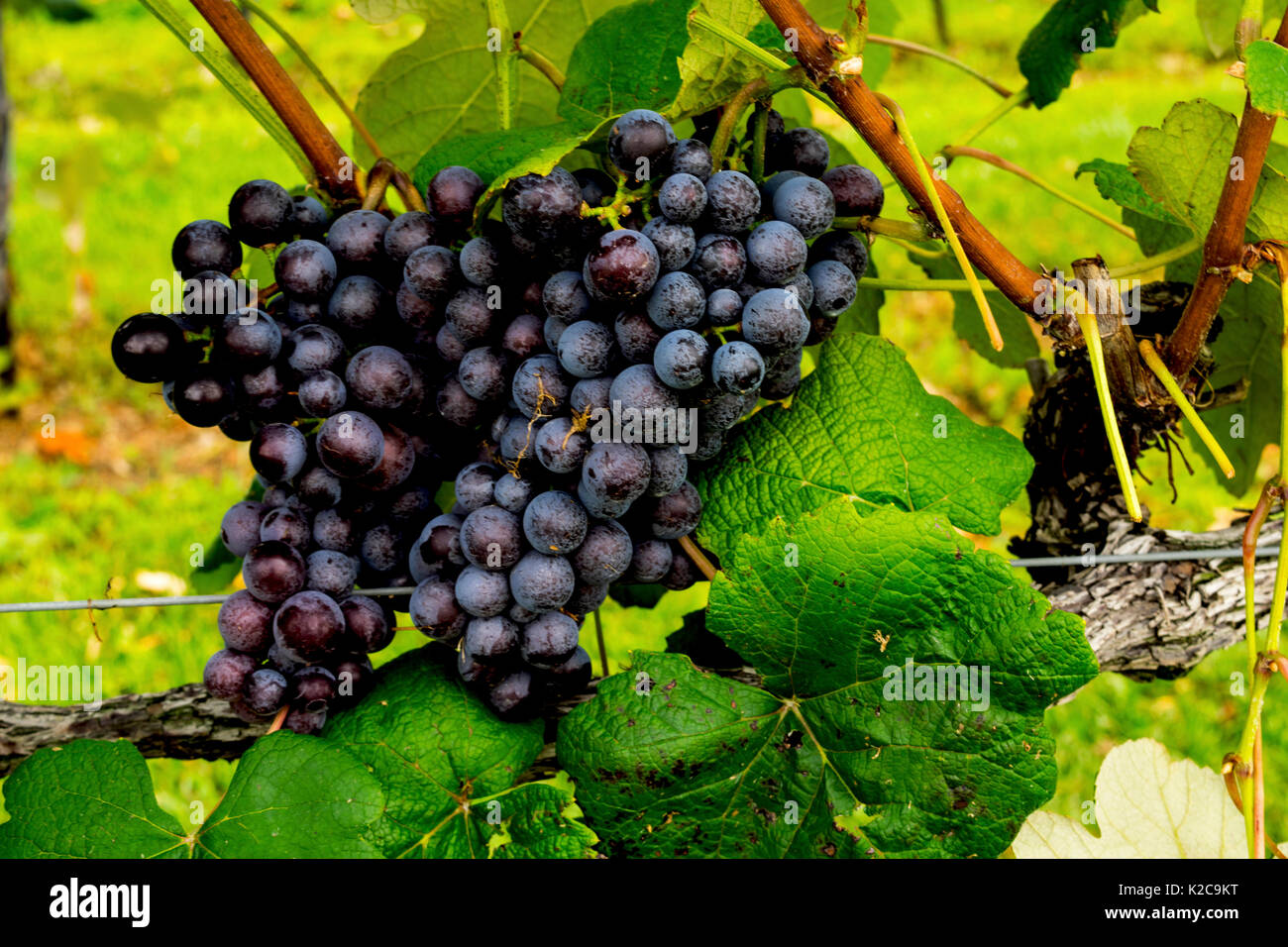Schneiden von reben trauben -Fotos und -Bildmaterial in hoher Auflösung ...
