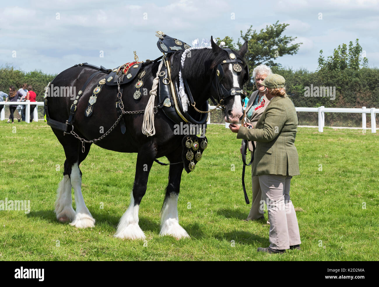Das shire pferd -Fotos und -Bildmaterial in hoher Auflösung – Alamy