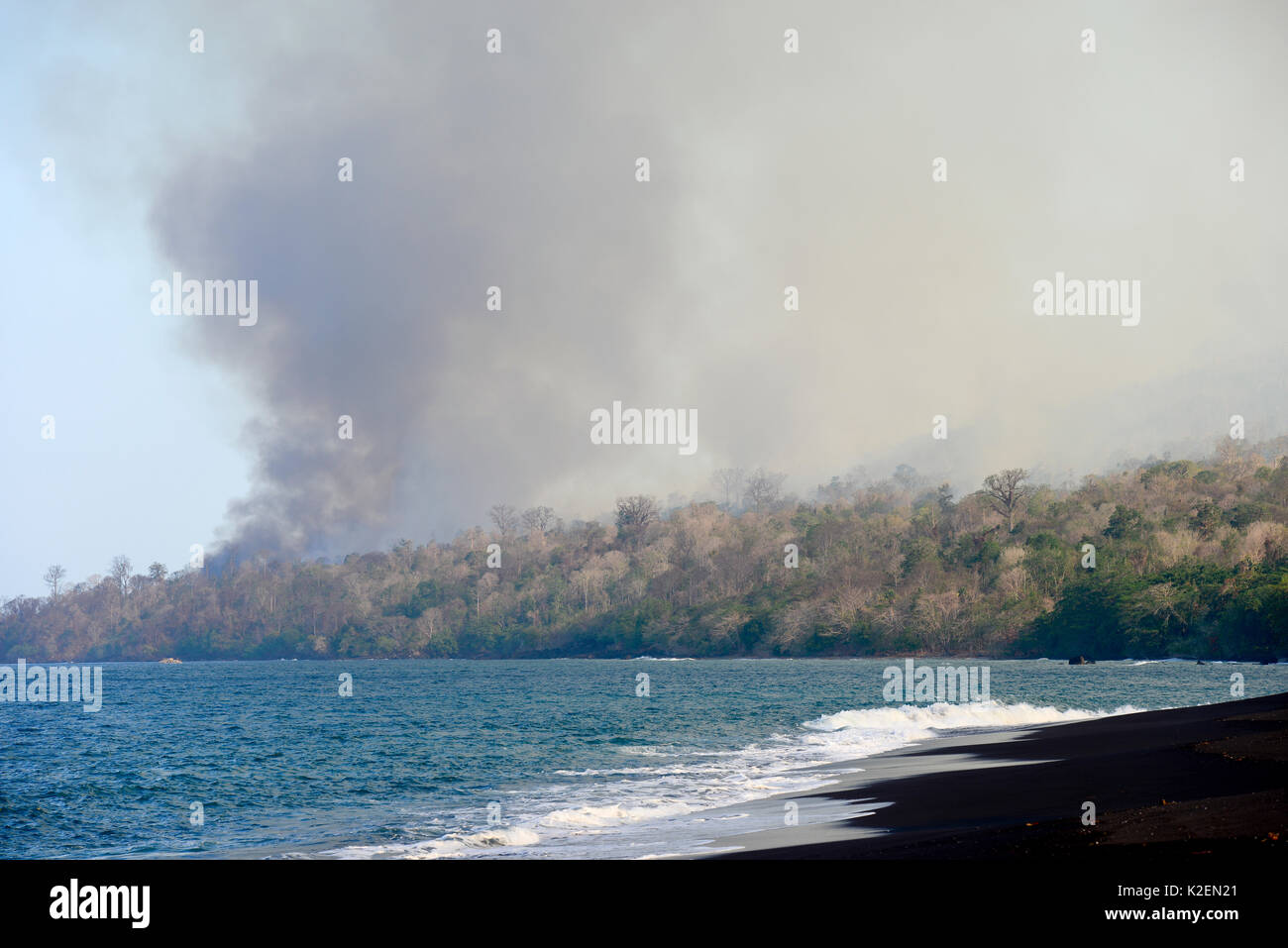 Baum aus dem meer -Fotos und -Bildmaterial in hoher Auflösung – Alamy