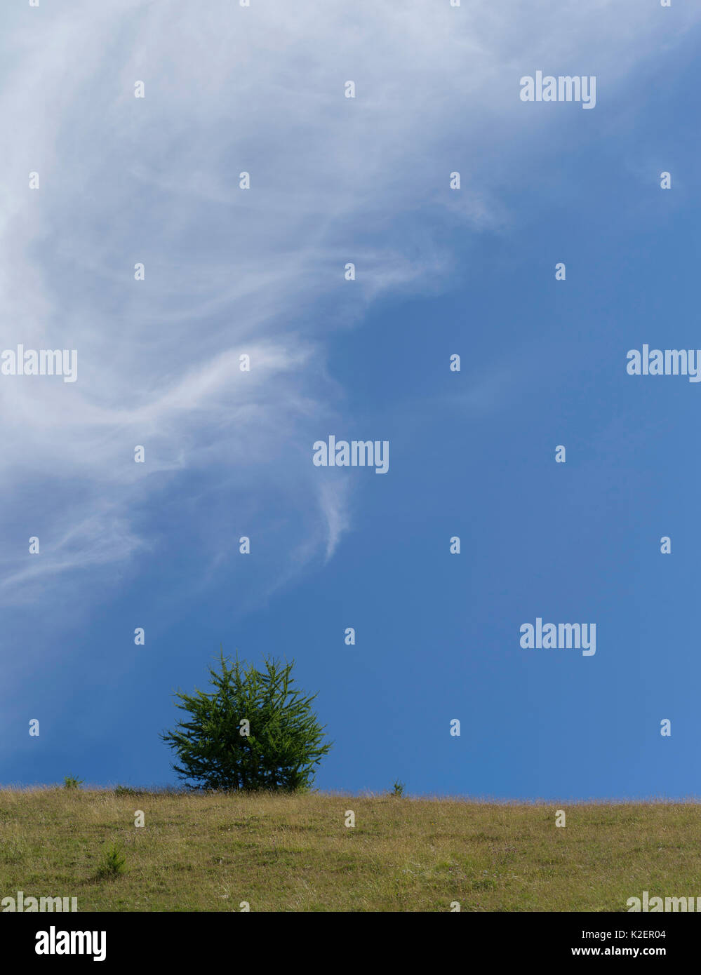Larch larix sp -Fotos und -Bildmaterial in hoher Auflösung – Alamy