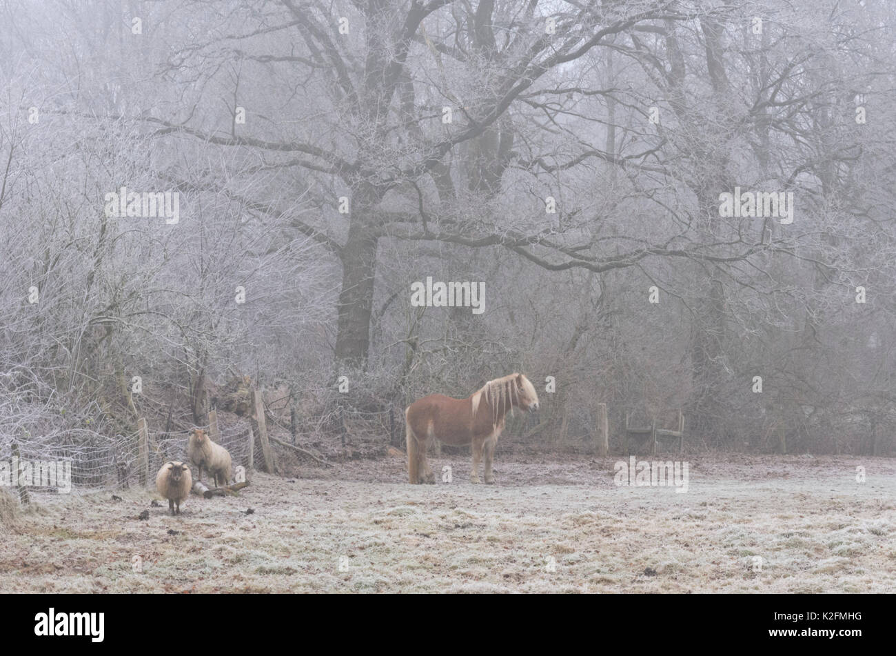 Pferd im winter -Fotos und -Bildmaterial in hoher Auflösung – Alamy