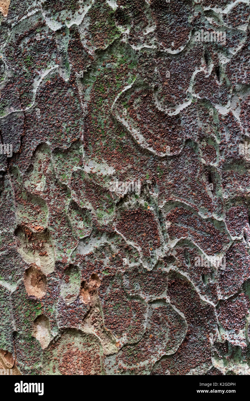 Tokio, Japan - Rinde Baum Textur full frame in der Natur ...