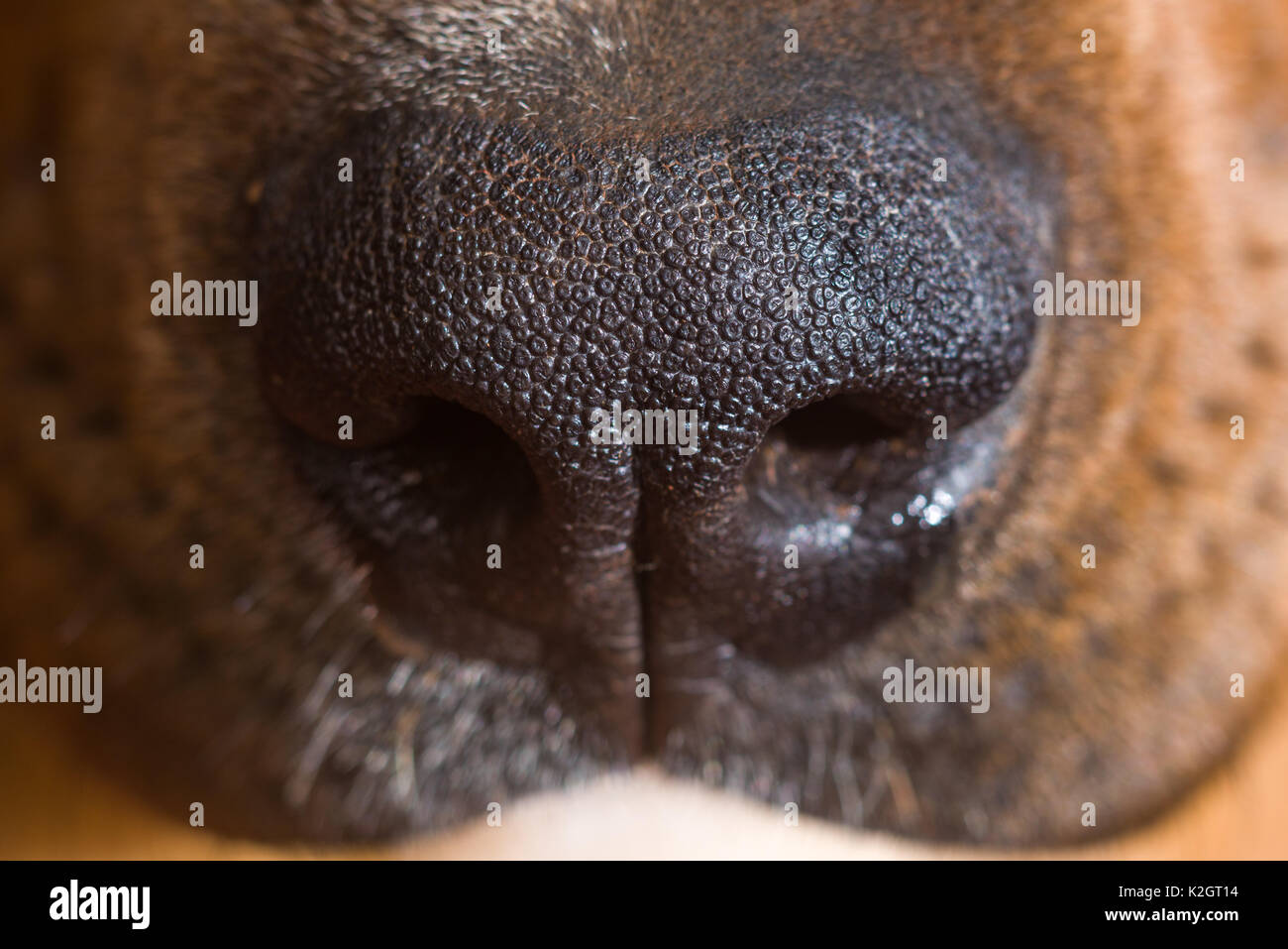 Hundenase hautnah -Fotos und -Bildmaterial in hoher Auflösung – Alamy