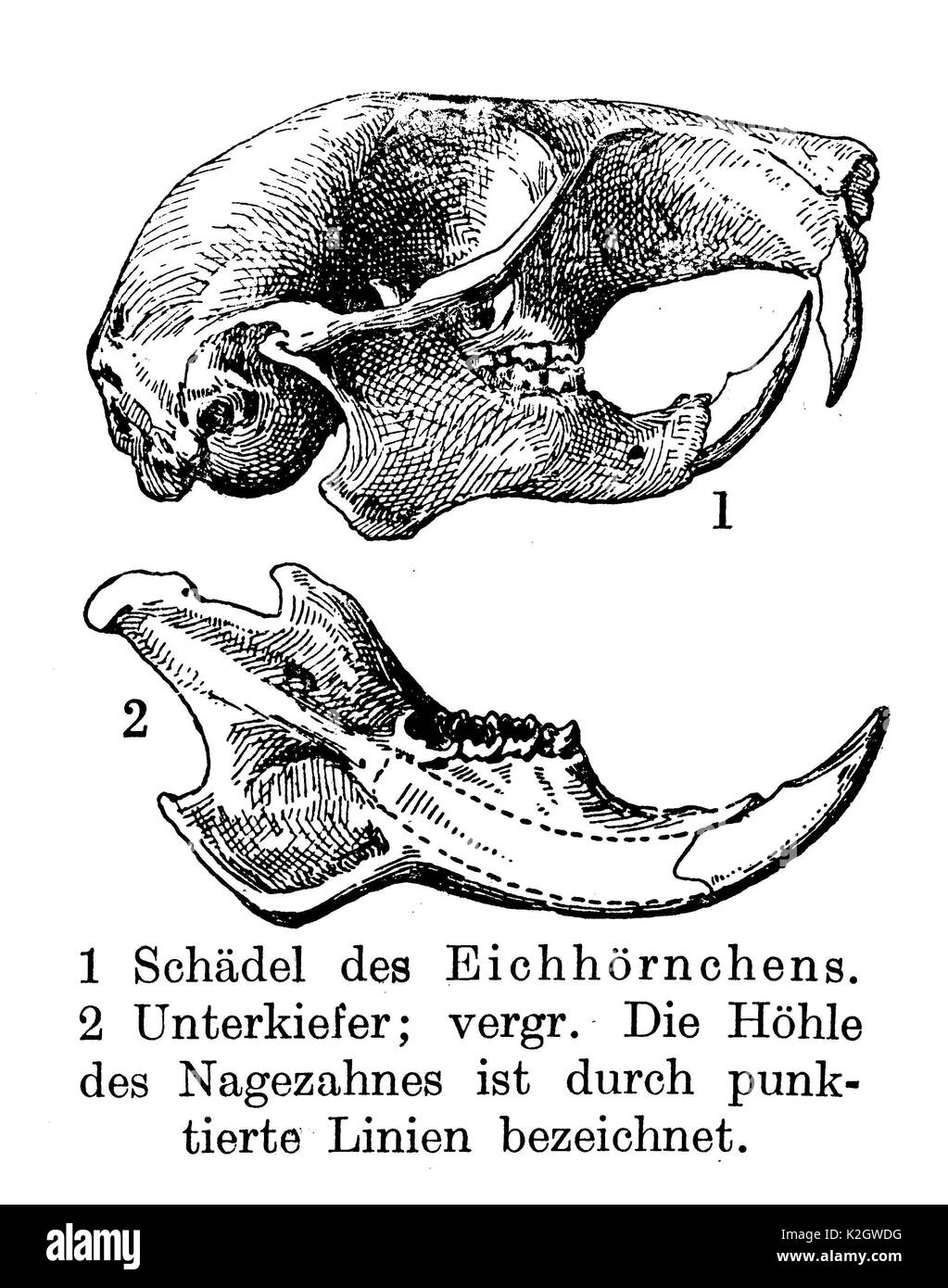 Schädel Eines Eichhörnchens