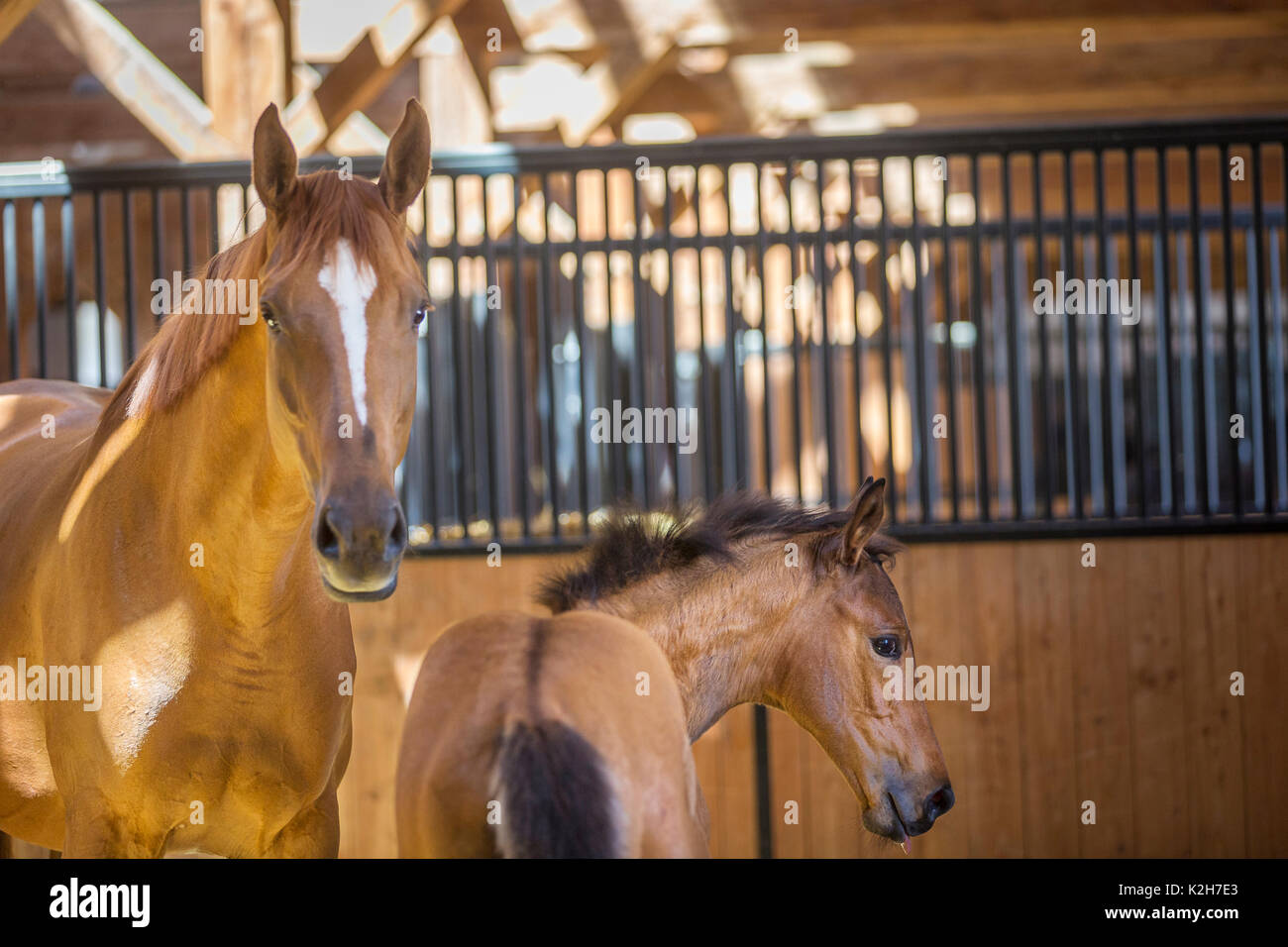Trakehner. Chestnut Stute mit Fohlen stehen in einem Stall. Österreich ...