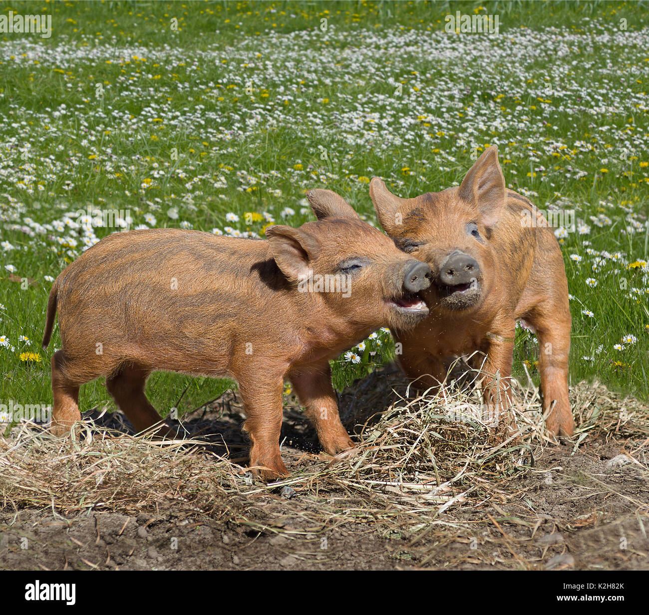 Mangalitsa schweine -Fotos und -Bildmaterial in hoher Auflösung – Alamy