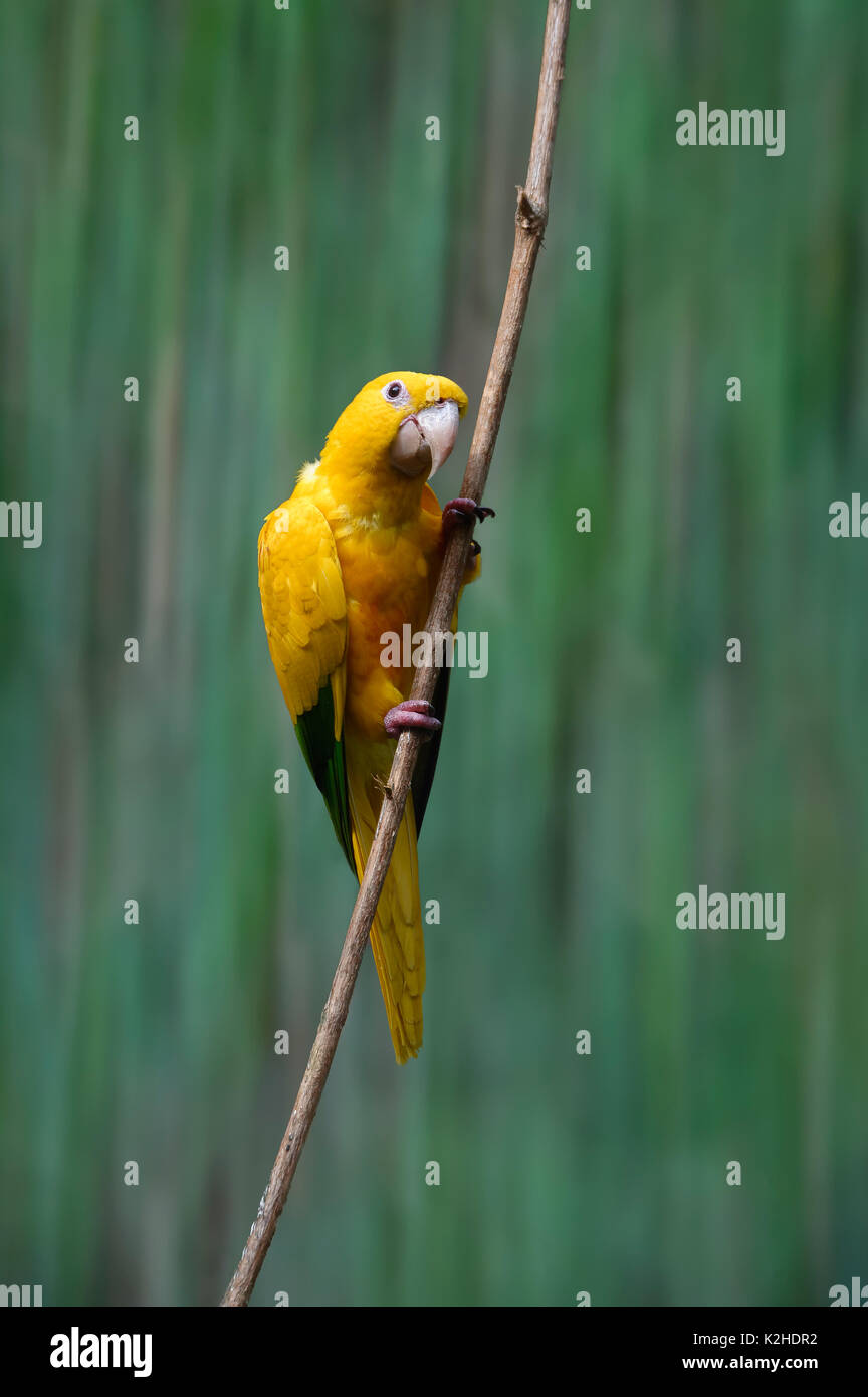 Psittacidae family -Fotos und -Bildmaterial in hoher Auflösung – Alamy