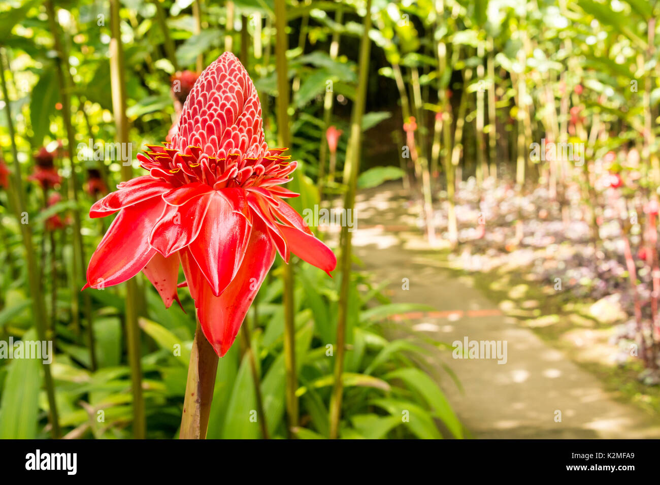 Tropische rote blumen -Fotos und -Bildmaterial in hoher Auflösung – Alamy