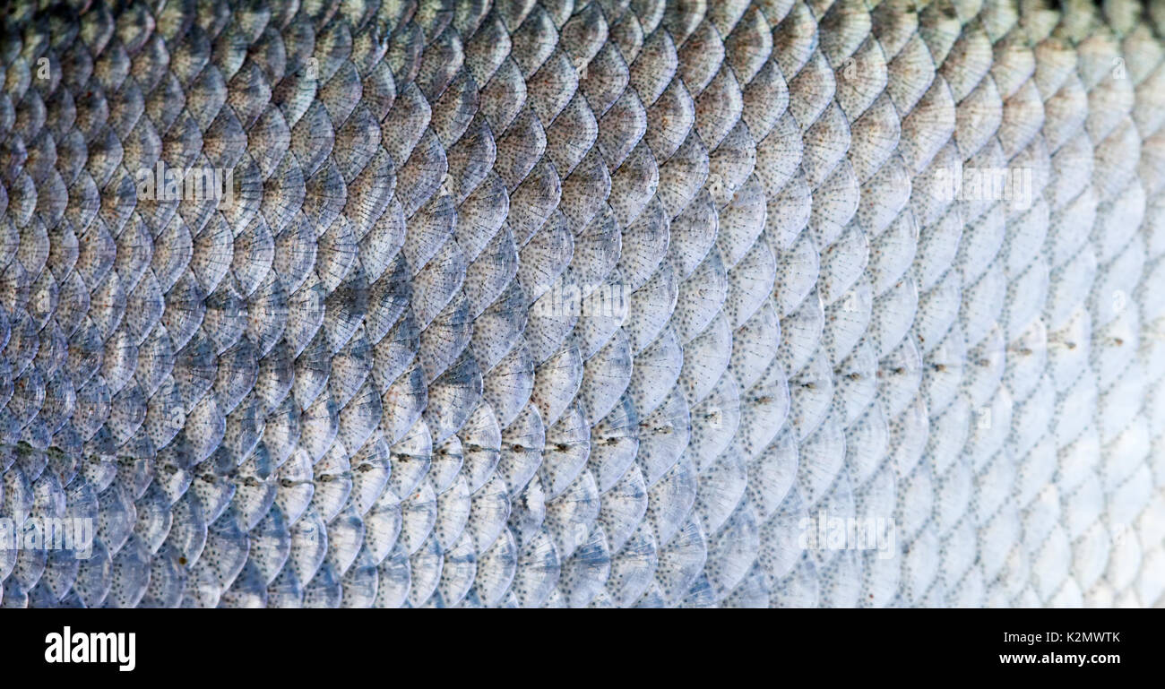 Fischschuppen hautnah -Fotos und -Bildmaterial in hoher Auflösung – Alamy