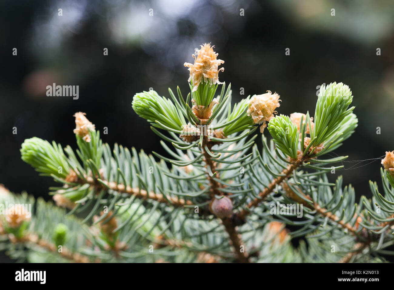 Junge Norwegen Fichte Knospe Stockfotos und -bilder Kaufen - Alamy