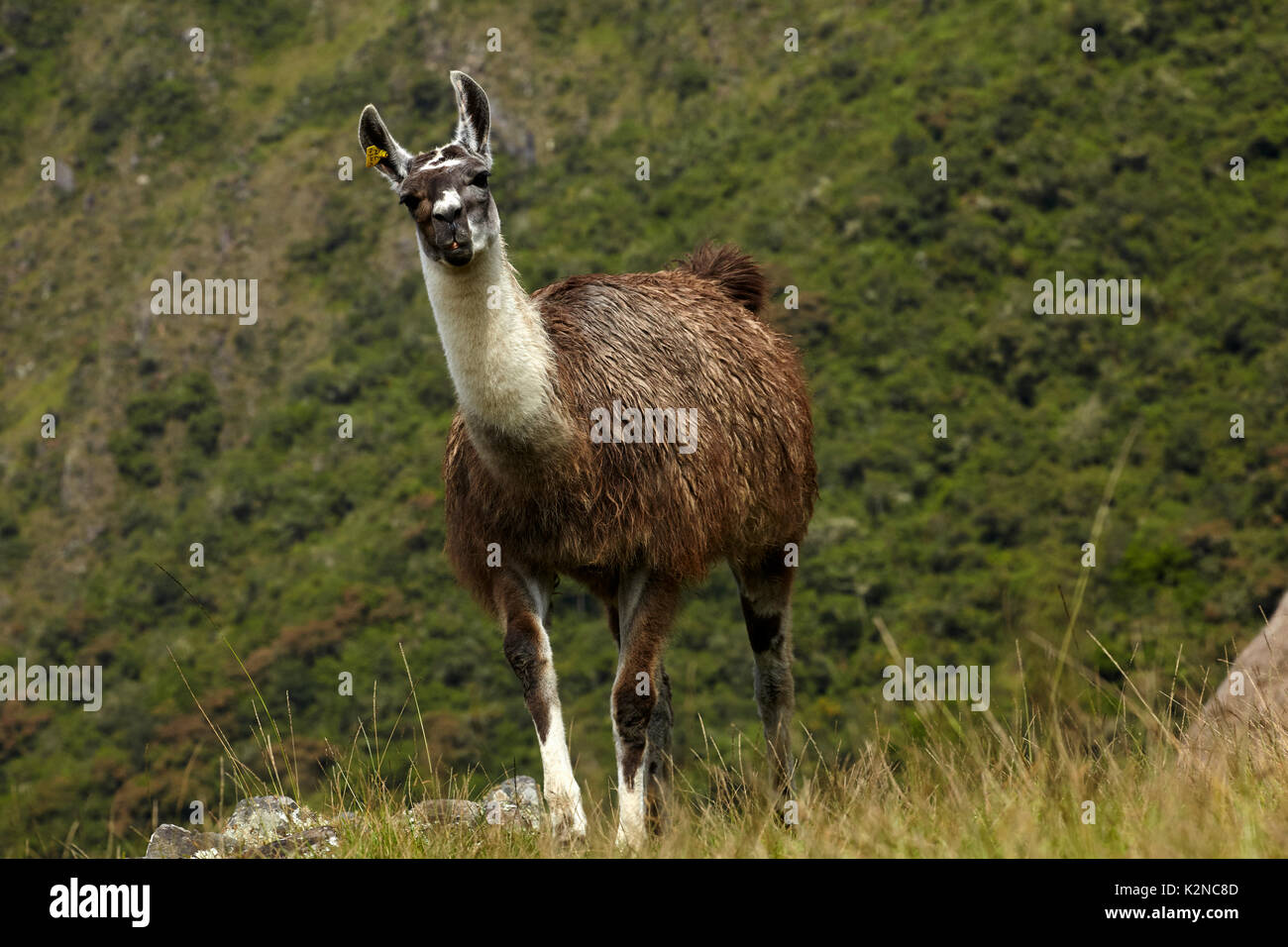Lamas von peru -Fotos und -Bildmaterial in hoher Auflösung – Alamy