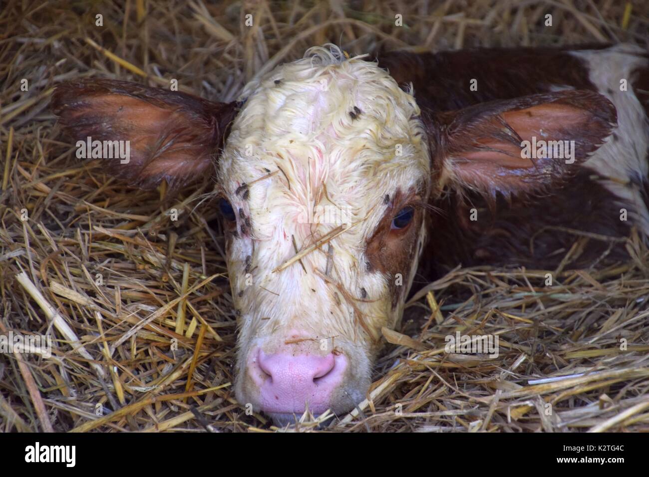 Neugeborenes Kalb, Simmentaler Rind Kalb, orange-weiße Bos primigenius ...