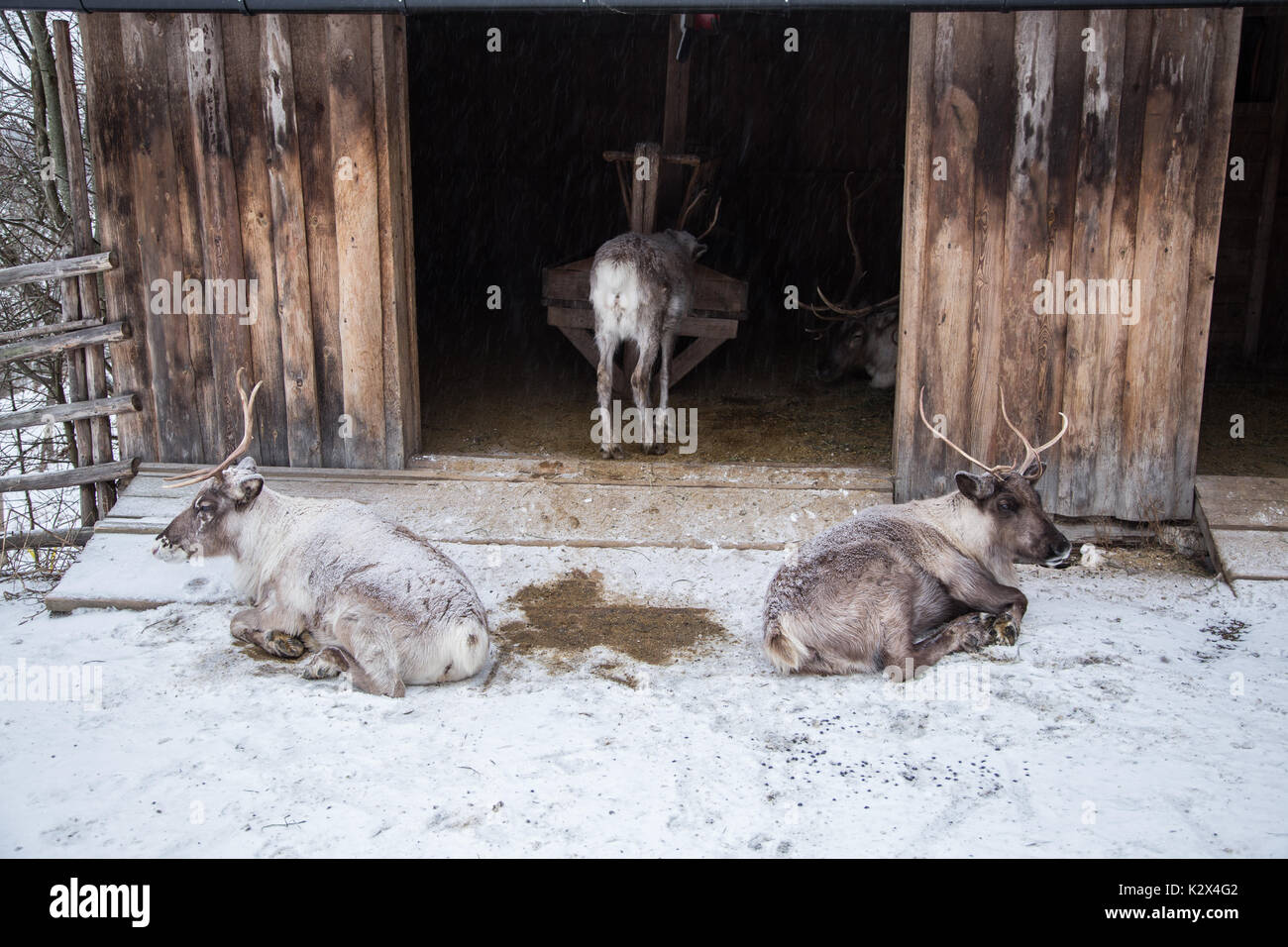 Stall im winter mit schnee und wald -Fotos und -Bildmaterial in hoher ...