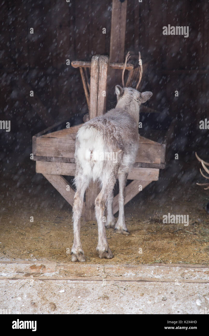 Stall im winter mit schnee und wald -Fotos und -Bildmaterial in hoher ...