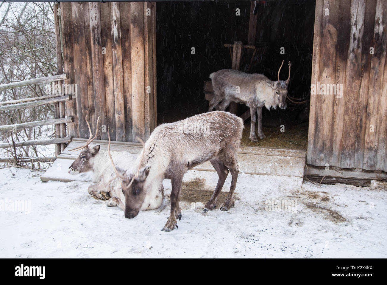 Stall im winter mit schnee und wald -Fotos und -Bildmaterial in hoher ...