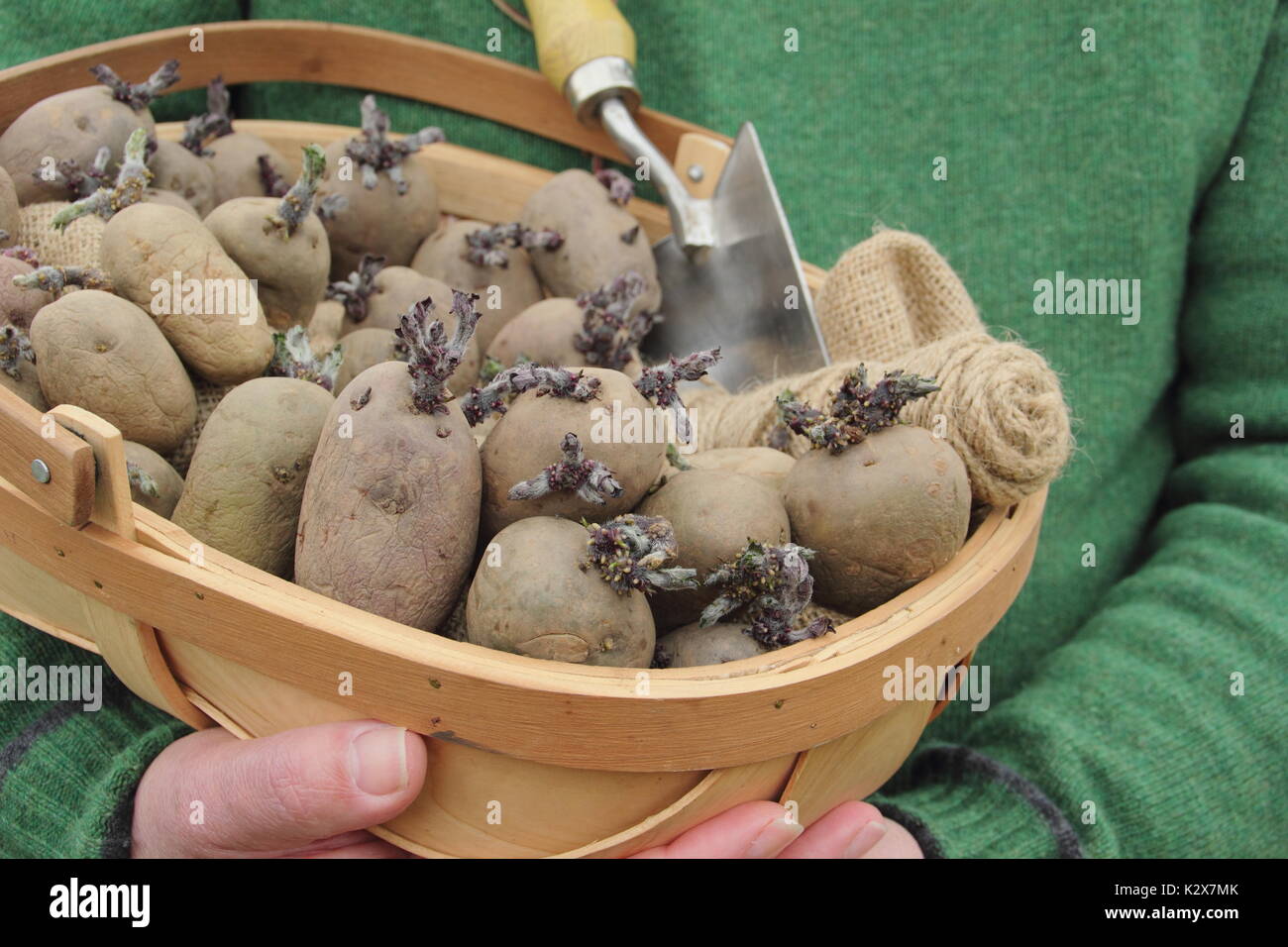 Solanum tuberosum. Chitted Pflanzkartoffeln bereit für die Bepflanzung ...