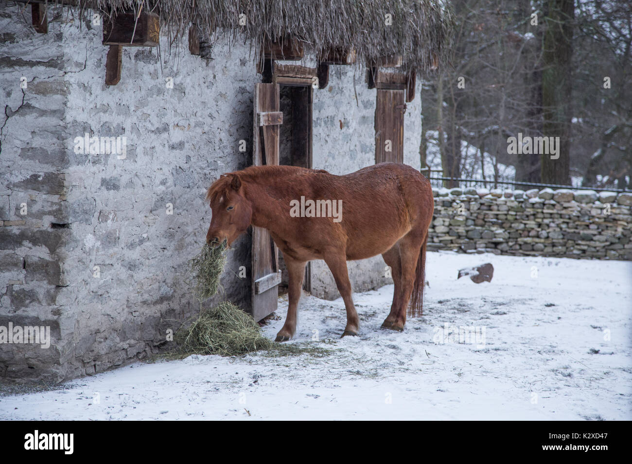 Furry horse -Fotos und -Bildmaterial in hoher Auflösung – Alamy
