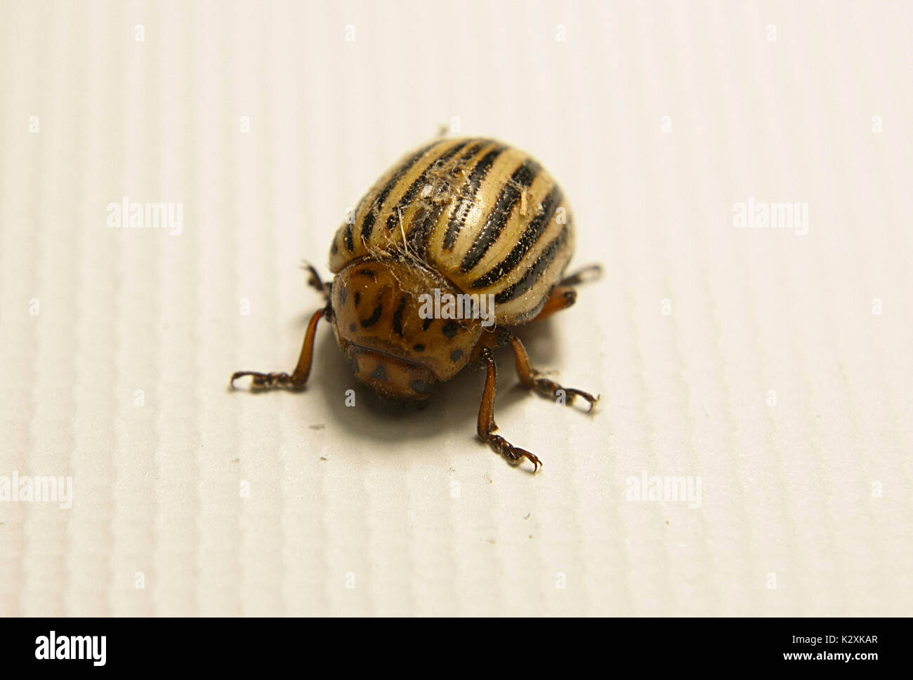 Parasiten insekt -Fotos und -Bildmaterial in hoher Auflösung – Alamy