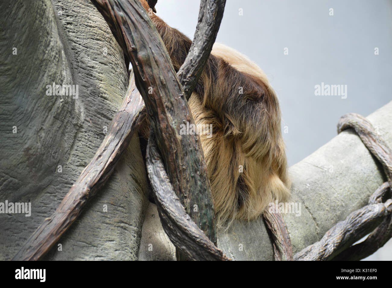 Faultier im baum -Fotos und -Bildmaterial in hoher Auflösung – Alamy