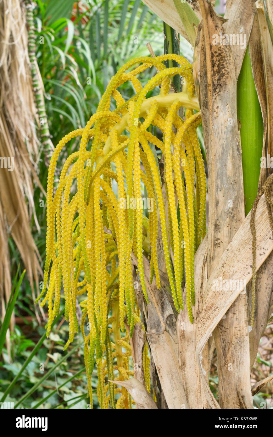 Arecaceae chamaedorea -Fotos und -Bildmaterial in hoher Auflösung – Alamy