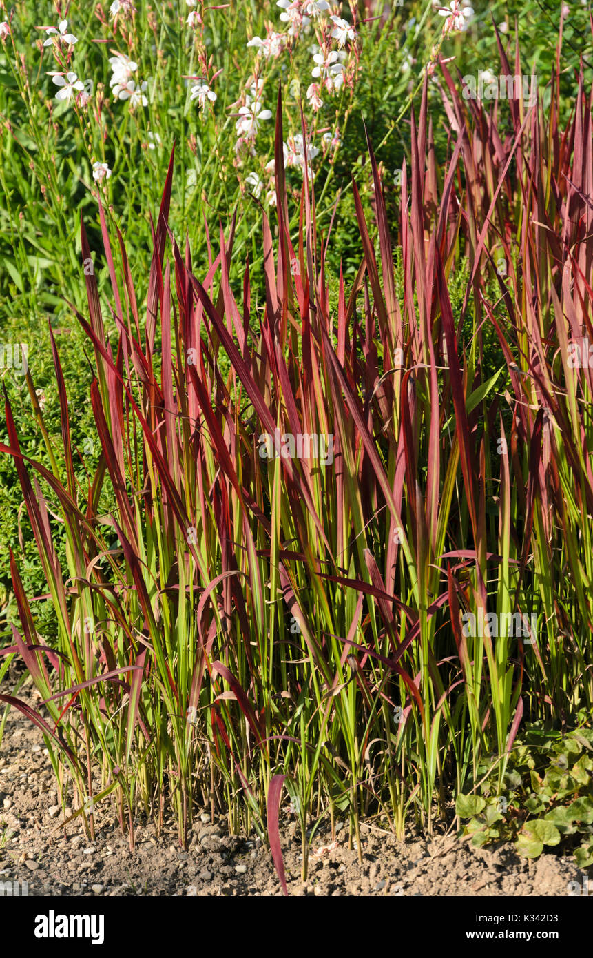 Japanische Blut Gras (Imperata cylindrica Red Baron' syn. Imperata ...