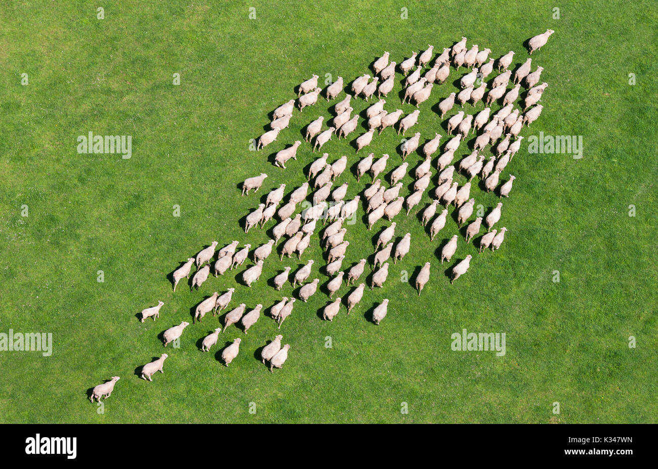 Luftbild herde -Fotos und -Bildmaterial in hoher Auflösung – Alamy