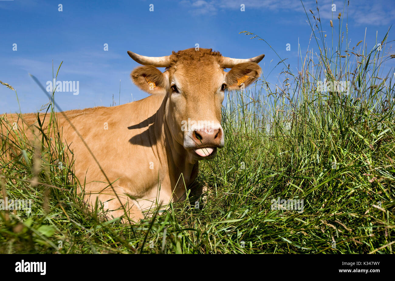 Ruminating animal -Fotos und -Bildmaterial in hoher Auflösung – Alamy