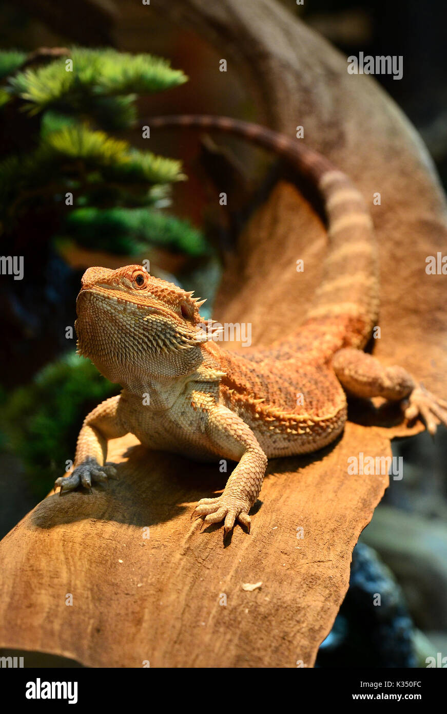 Männliche bartagame pogona arten -Fotos und -Bildmaterial in hoher ...