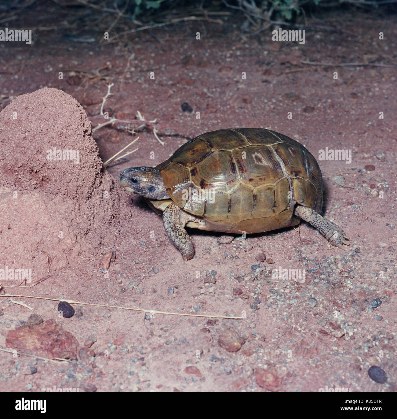 Kinixys belliana -Fotos und -Bildmaterial in hoher Auflösung – Alamy