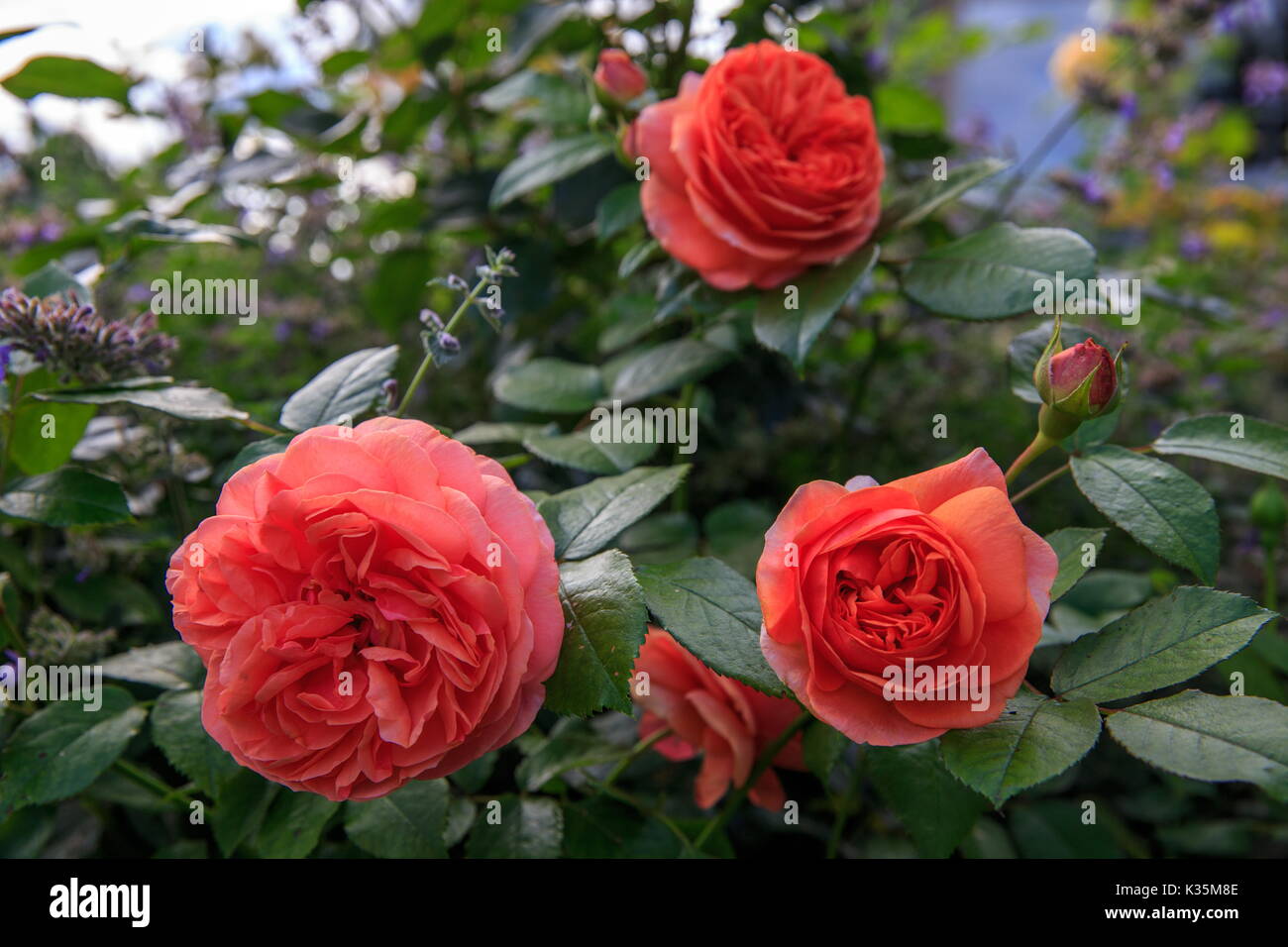Schöne orange rosa nostalgische Rose Nahaufnahme in einem Garten nach ...