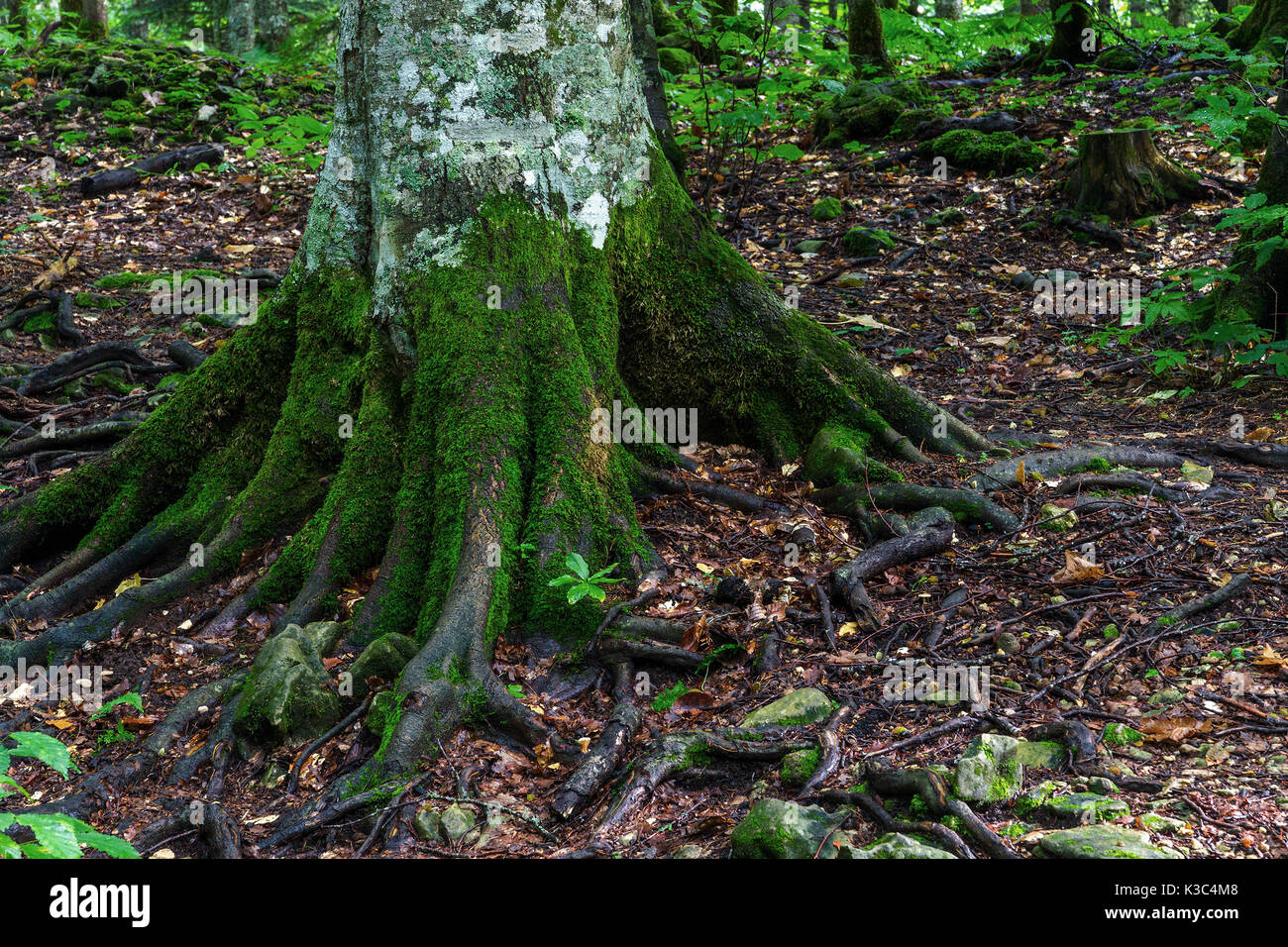 Stamm und Wurzeln am Boden der dunklen Tannenwald Stockfotografie - Alamy